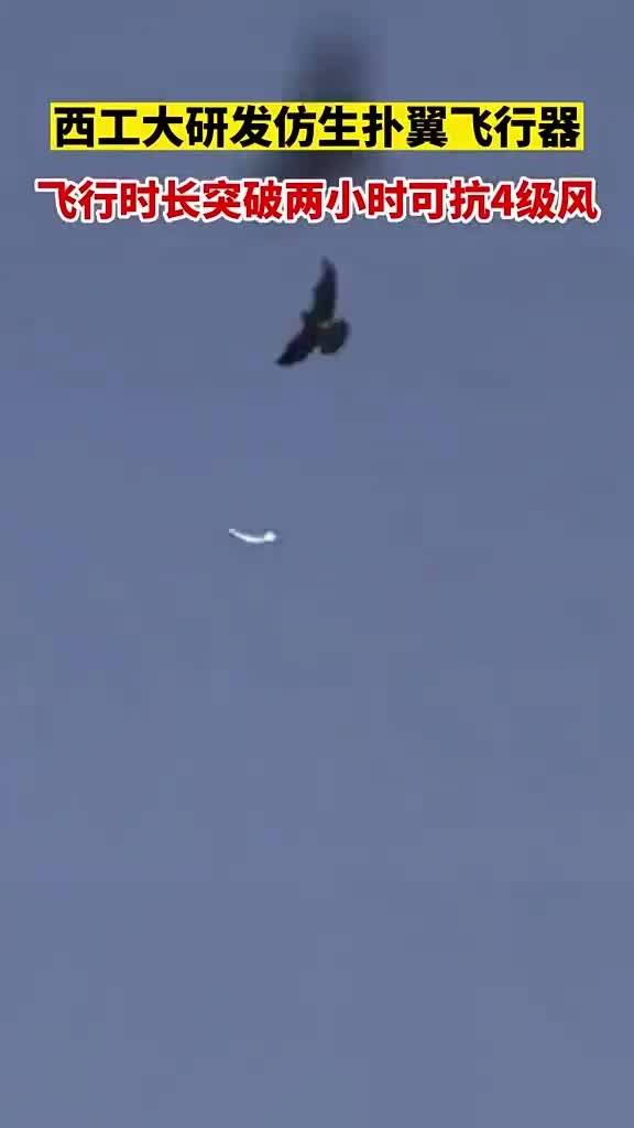 西工大研发仿生扑翼飞行器可抗4级风,飞行时长突破2小时