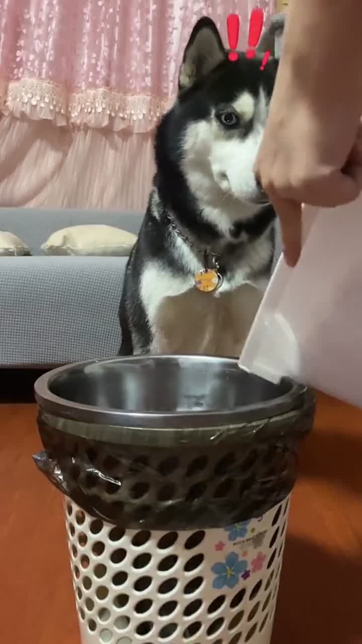 就我这经济水平,一时半会儿还散不了伙 萌宠出道计划 养宠进阶指南 ...