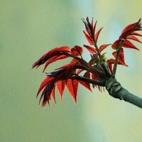 彩丝带 