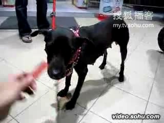 监控记录残忍打狗一幕