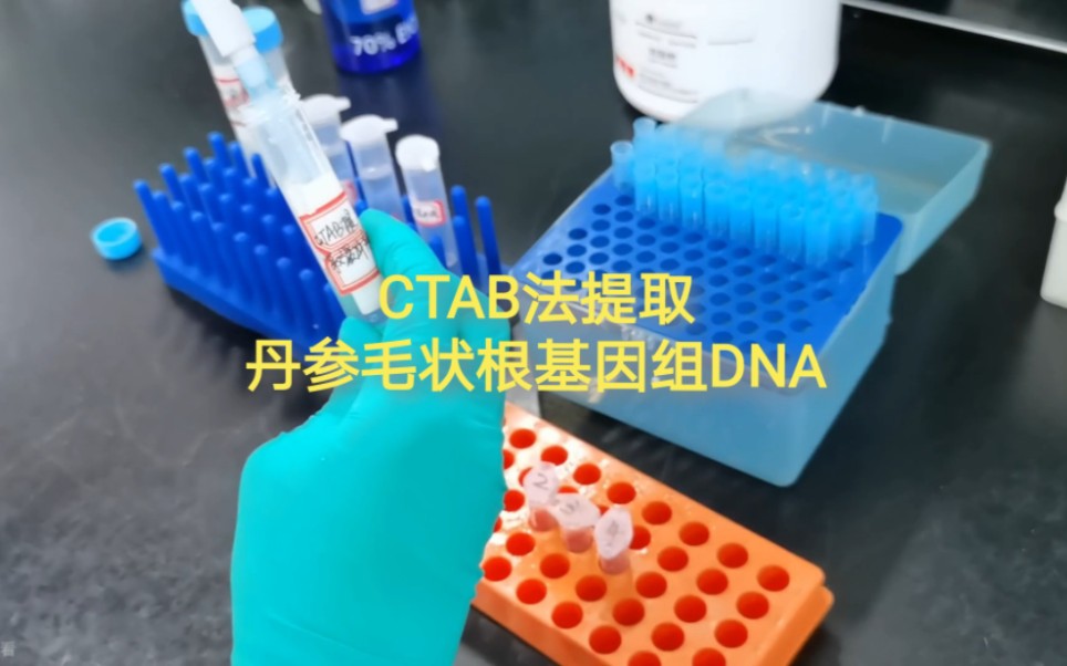CTAB法提取丹参毛状根基因组DNA