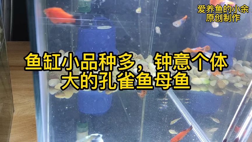 玻璃鱼缸小各种公鱼居多,钟意个头大的孔雀母鱼希望能串出新品种
