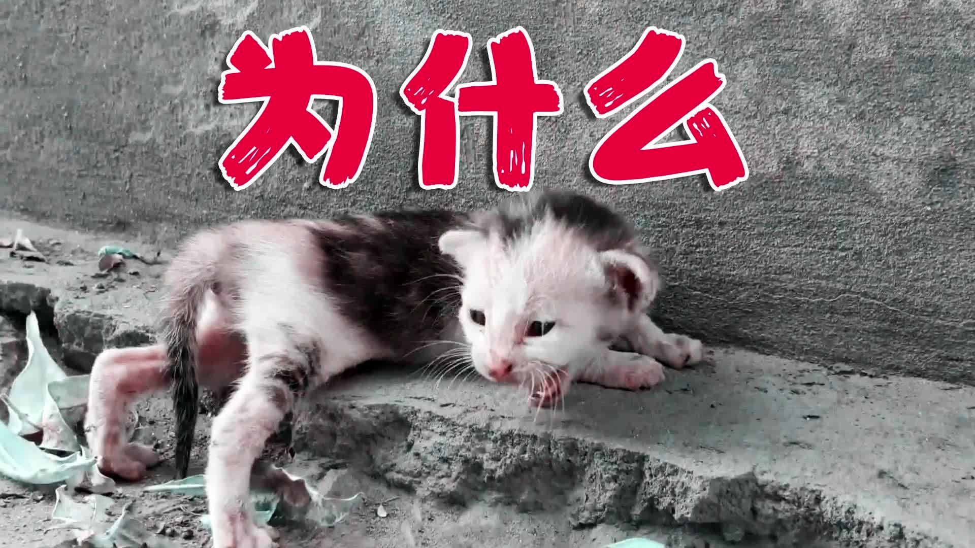 一夜之间,小猫的同伴全被流浪狗咬死,不知如何活下去,充满绝望