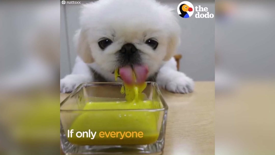 萌宠捡到一只毛绒娃娃后居然这么做,我就惊呆了