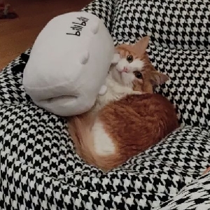 Kitty_k 