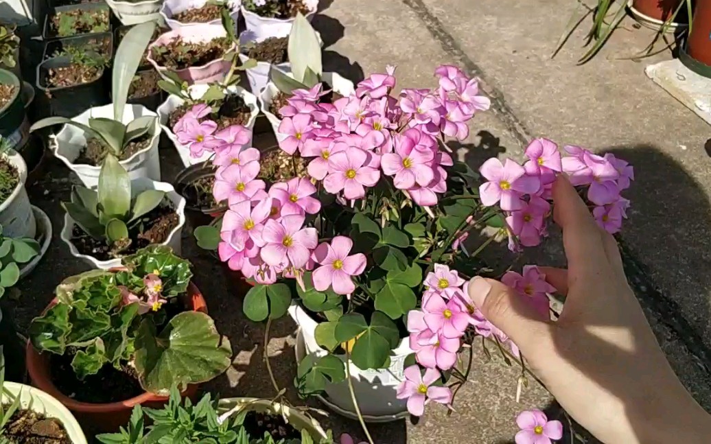 秋日花记-植物生长记录