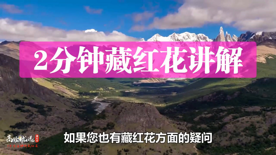 藏红花的功效有哪些,藏红花长期泡水喝的功效