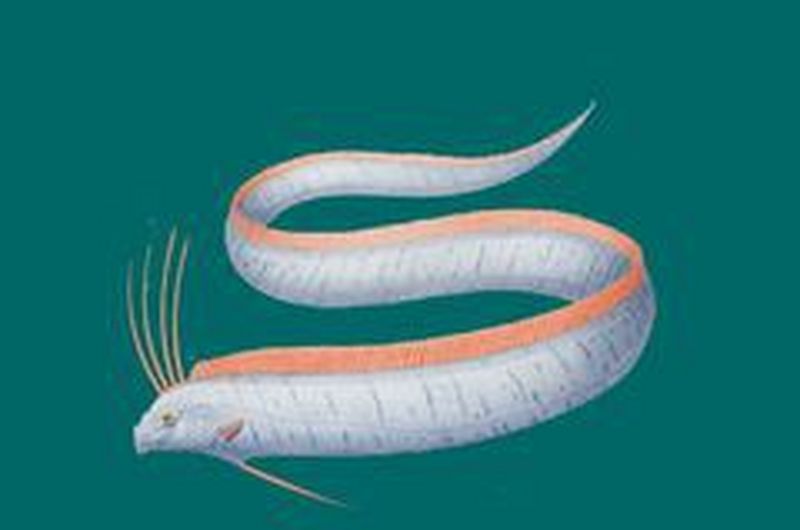 【秒懂百科】原来桨鱼长这样