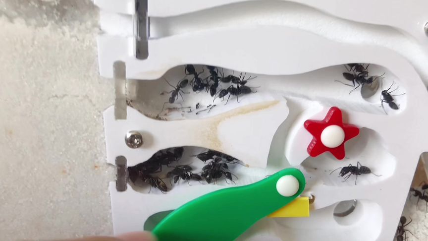 #蚂蚁城堡 ߐ�蚂蚁生态箱,观察蚂蚁ߔ�#记录成长点滴 #萌娃日常