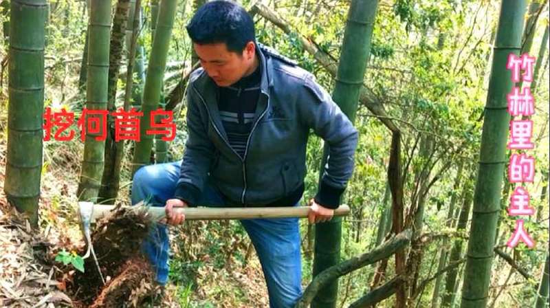 农村小伙竹林发现植物何首乌,挥锄开挖,它有什么作用?