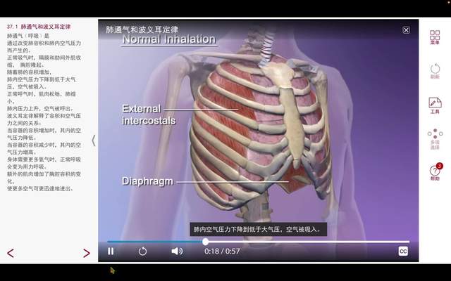 膈肌应该这样理解