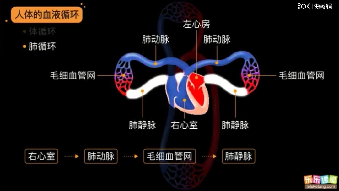 血液循环