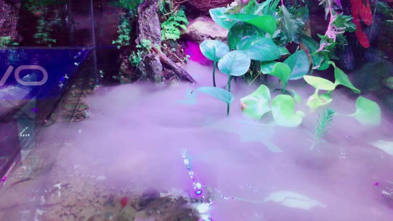 水陆缸,好久没开雾化器了,今天一开,雾好大.