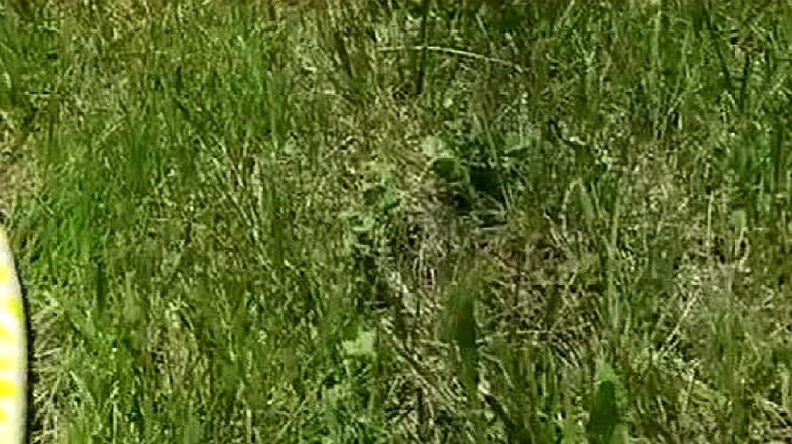 大蟒蛇:草地上,男子抚摸一条宠物黄金蟒蛇,镜头拍下全过程