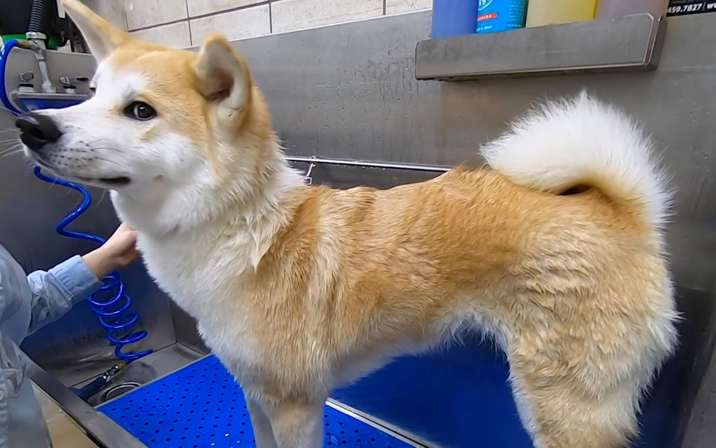 【狗狗洗澡】如何给狗狗洗澡