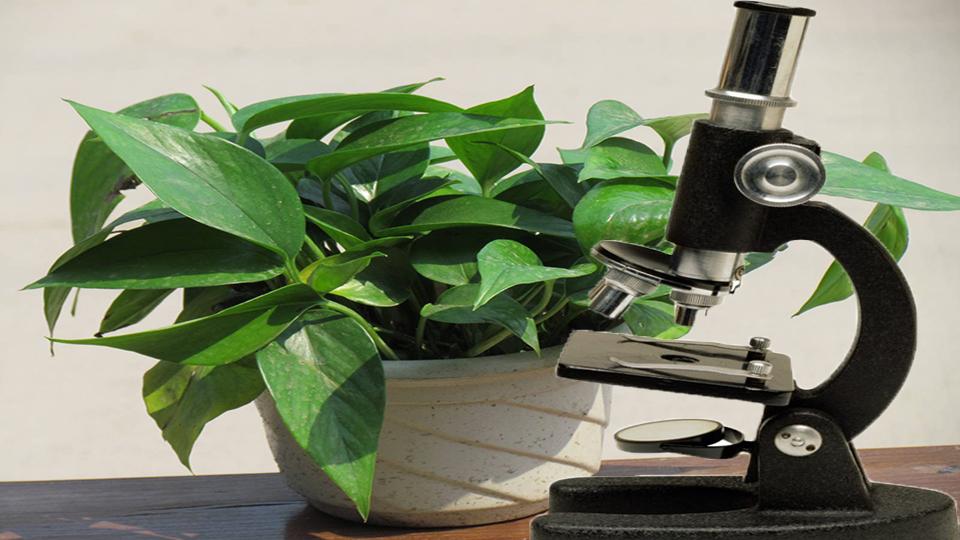 入住新房必备植物绿萝,它的叶子在显微镜下是什么样子的