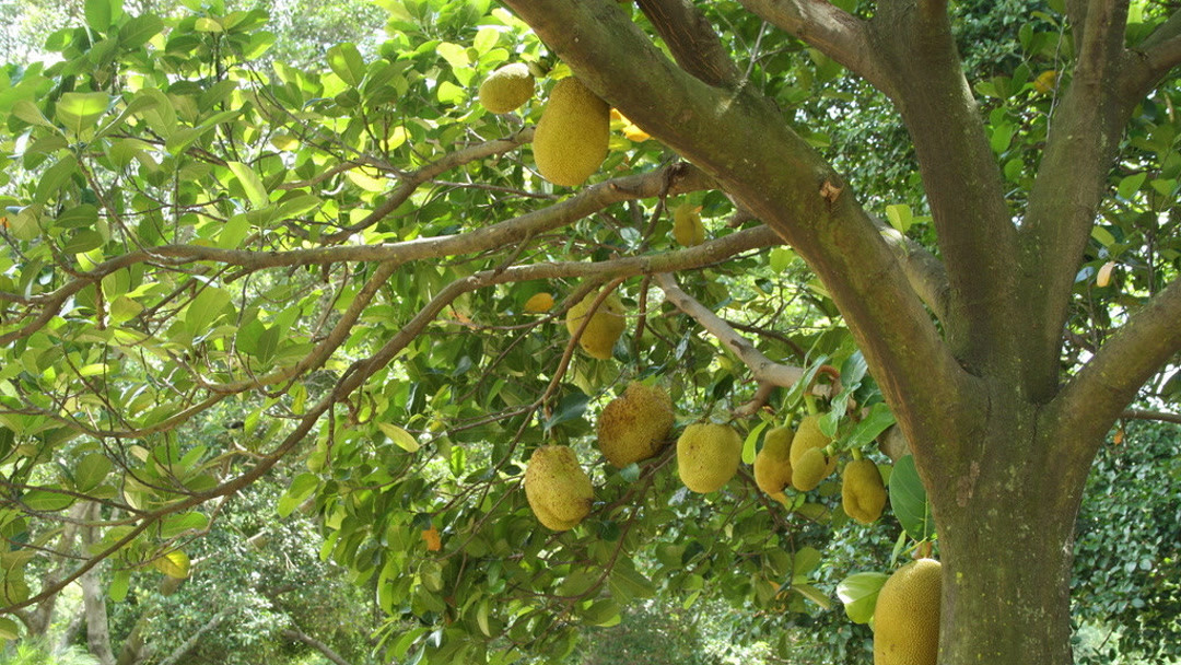 最奇葩农村果树, 不砍它几刀就不结果, 一般人都不认识它!