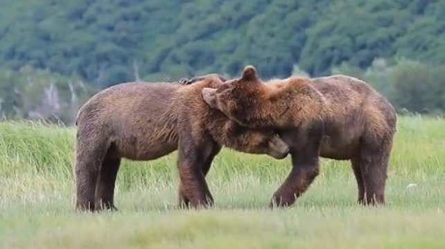 俄罗斯两只熊打架,这么温柔,不知道的还以为你俩在谈恋爱呢!