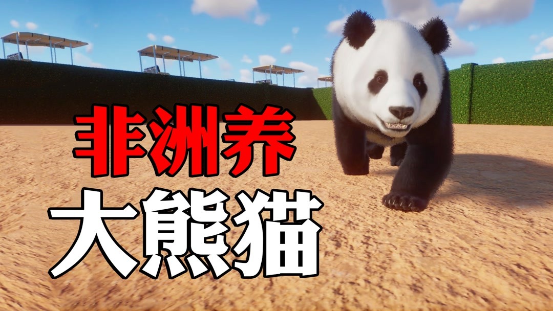 在非洲养大熊猫,还养在天上,我做到了!【动物园之星】