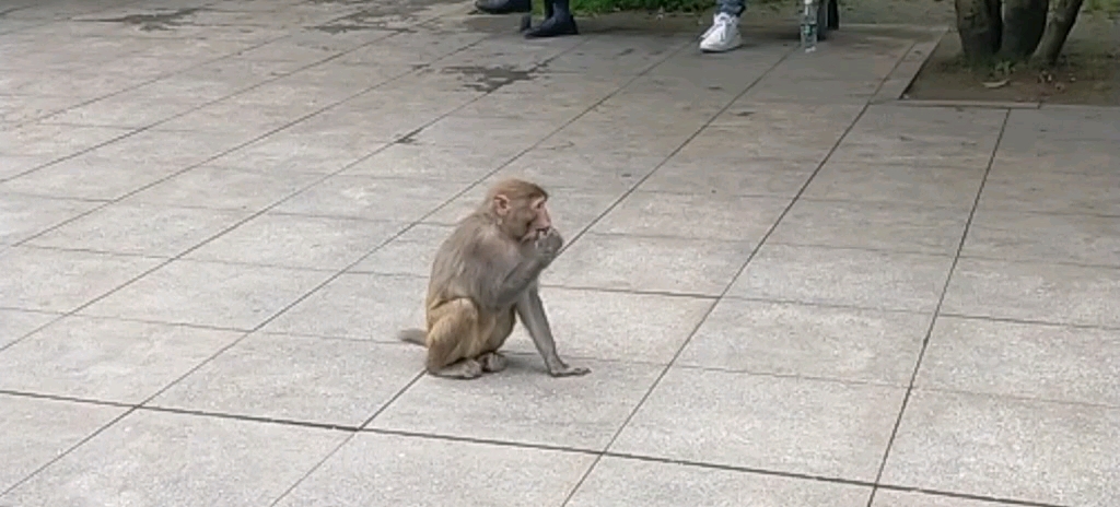 表演课第二次作业 观察动物