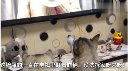 为了防止二狗拆家,铲屎的给自己录像,在电视上循环播放!结果?