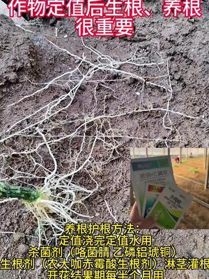 作物定值后生根、养根很重要#三农 #蔬菜种植 #生根 #农业种植 #农业