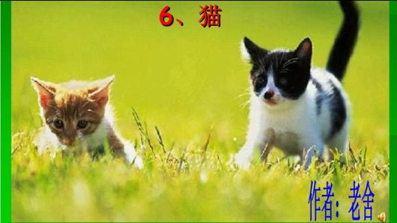 经典老课文,语文新要素:11分钟无生讲课精彩展现《猫》第2课时