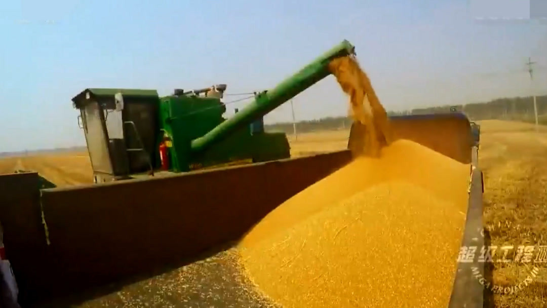 小麦占世界粮食总产量三分之一,而中国是小麦产量最大的国家