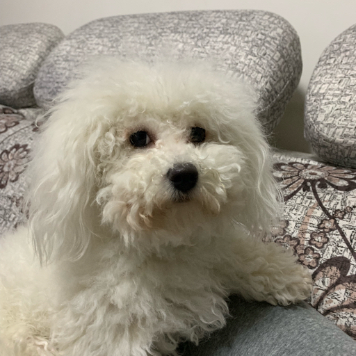 爱吃火锅的Zayn 