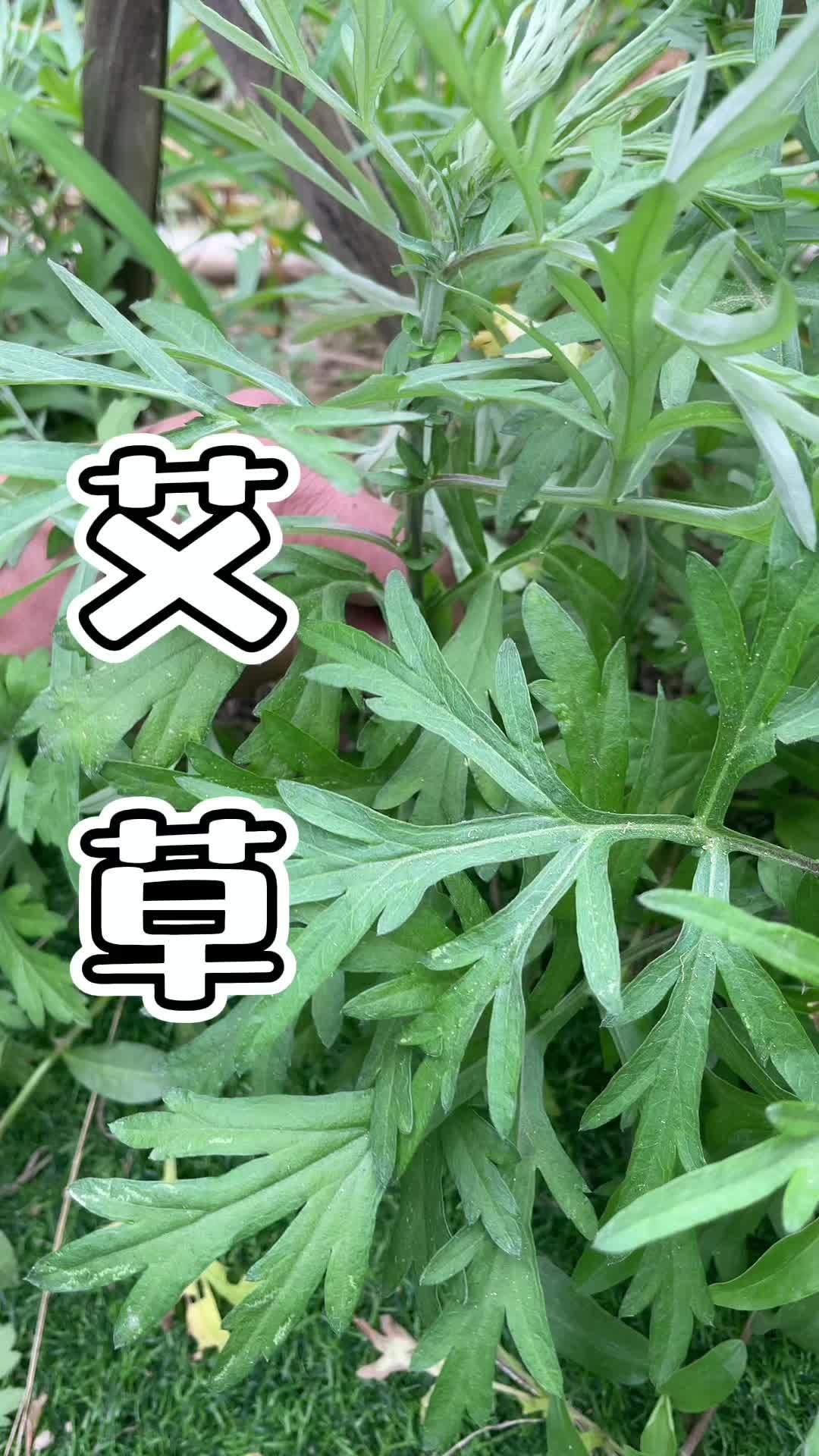 农村不起眼的艾草,大家都拿来做青粿,原来它的价值那么高#药用植物 #...