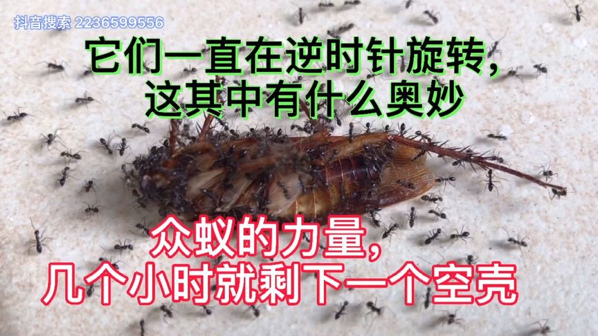 一直在逆时针旋转,其中有什么奥妙,几小时后只剩下一个空壳