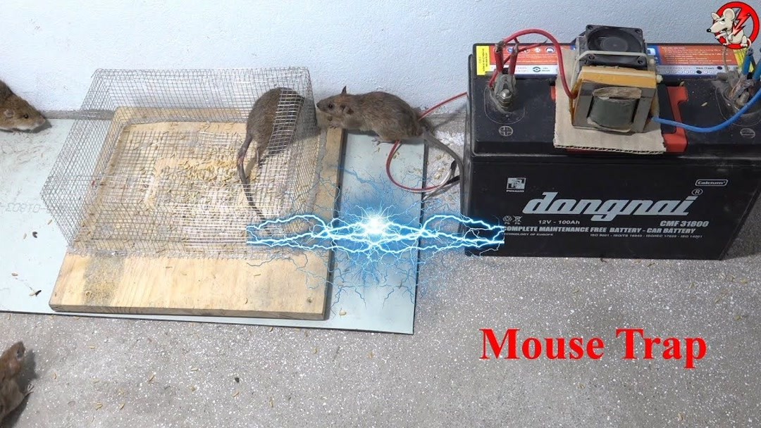 捕鼠:电动捕鼠器自制电动捕鼠器电池12v 自动捕鼠器