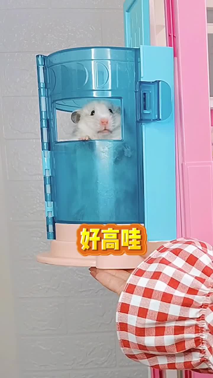 一起来看看呆萌的仓鼠别墅吧!