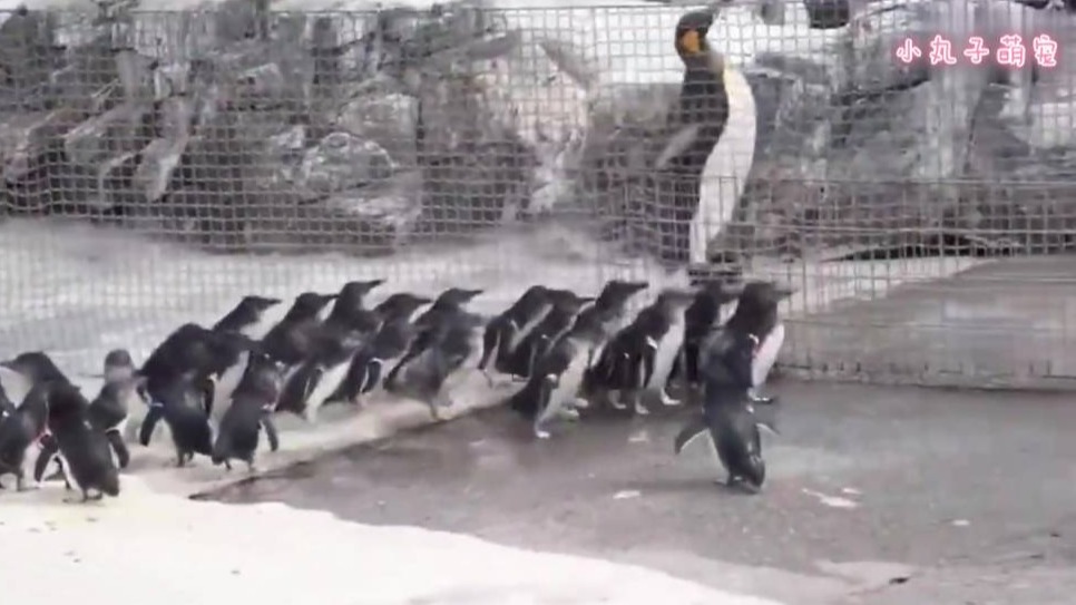 像极了粉丝去机场接爱豆