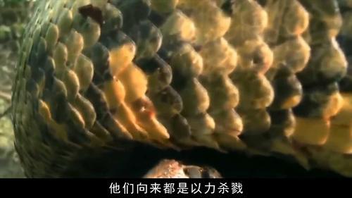 盘点:10大陆地猛兽,每个都是致命杀手!你能说出几个?