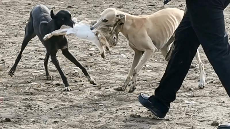 细狗捕兔完整视频