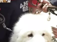 怎么教狗狗定点排便 怎样训练狗狗大小便