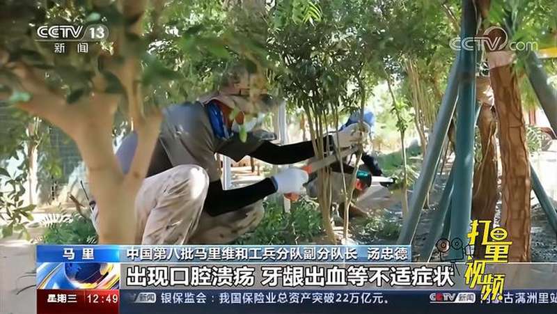 中国维和官兵自制滴灌设施,在撒哈拉沙漠“种”出绿洲|新闻30分