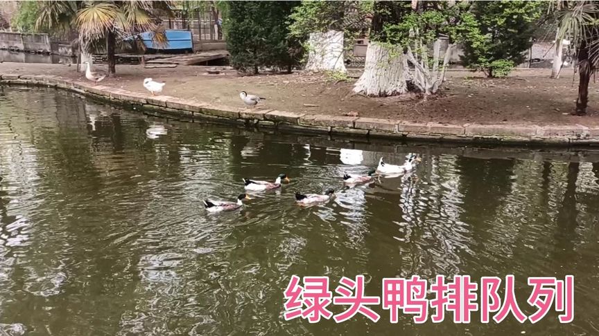 绿头鸭排队列