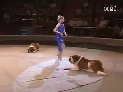 【综艺精选】狗狗马戏团 看看狗狗的各种表演