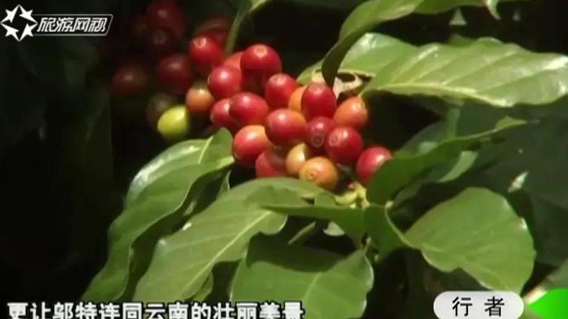 普洱茶的故乡,这里产的咖啡豆也是一绝!自然条件得天独厚