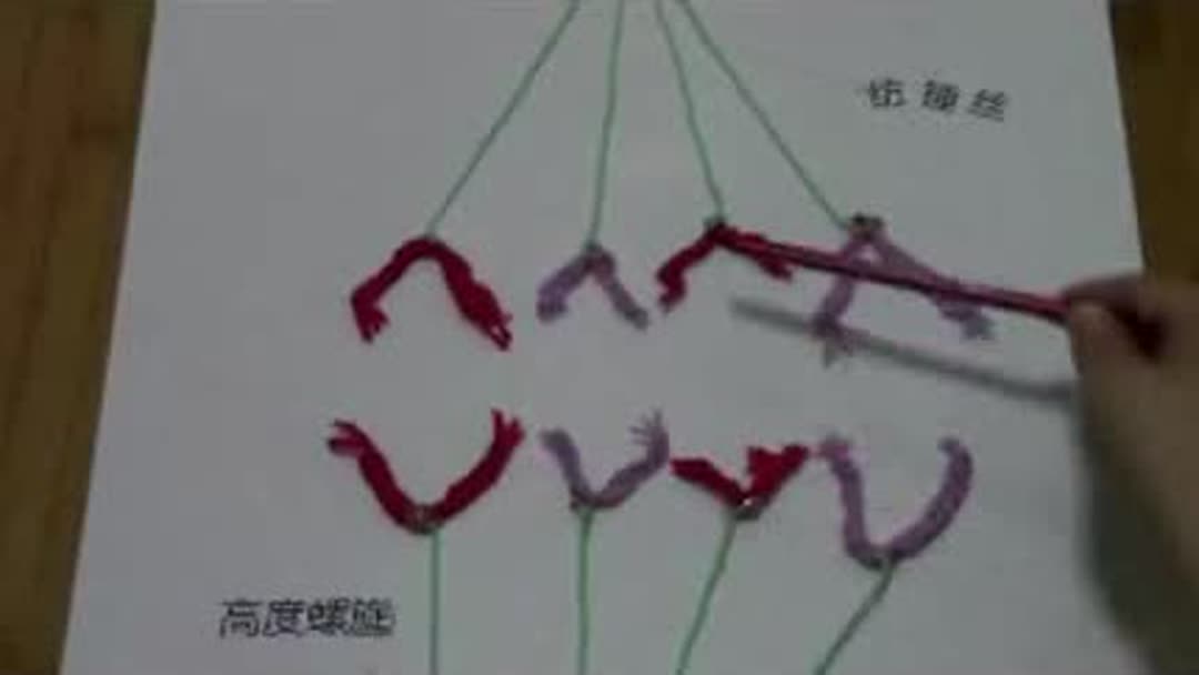 植物细胞有丝分裂的过程