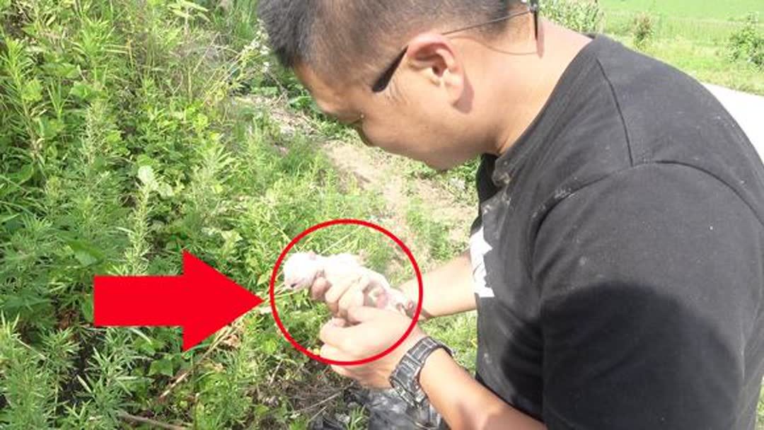 残忍!刚出生的小狗被人丢弃在路边,五只小狗只活下来一只