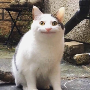 小王子的猫猫 