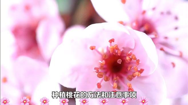 种植桃花的方法和注意事项