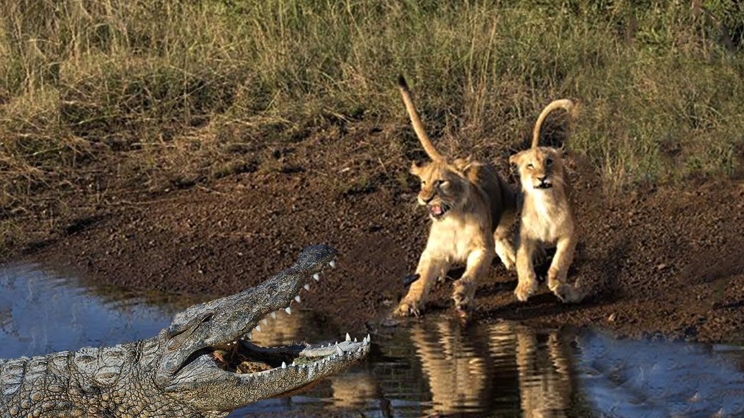 动物世界:狮子和鳄鱼的食物抢夺战,狮子:你吃你的,我吃我的!