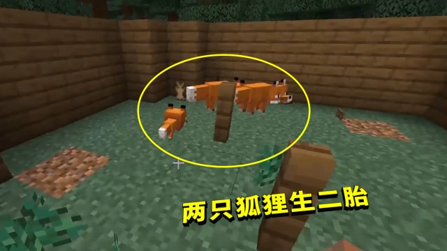 我的世界第三季257:两只狐狸发展成一家四口,为它们建家