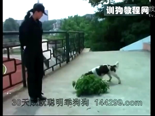 怎么训练狗狗在固定地方大小便
