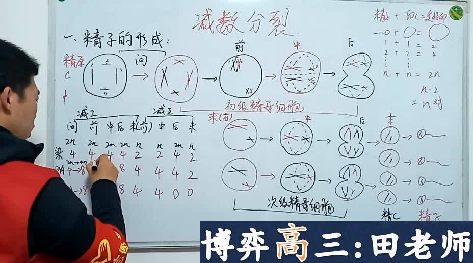 减数分裂--精子形成过程