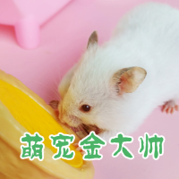 萌宠金大帅 